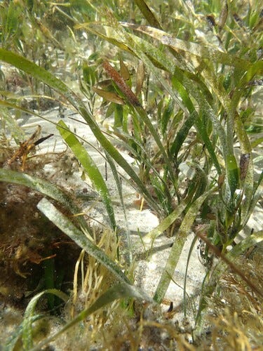 How Scientists Found the Largest Plant on Earth — Sea Grass in ...