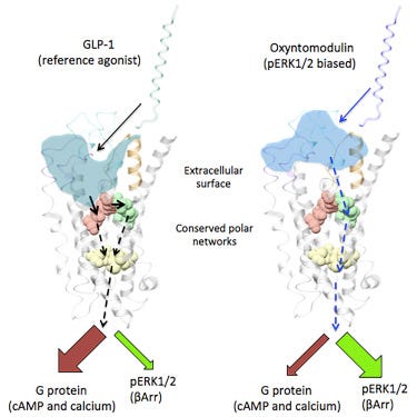 Glucagon-like peptide-1 receptors (GLP1R)s, GLP-1 agonists, and Their ...