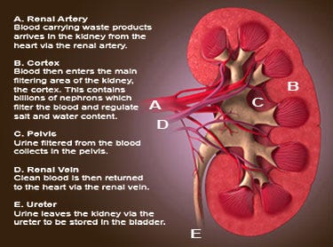 Kidney Damage in poultry and how to recover it. | by Anfotal Nutritions ...