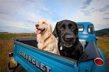 My Ideal Vacation with my Constant Companion | by Marsha England | Medium