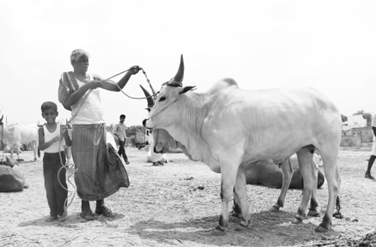 The Story of a Tamed Bull in an Untamed Society | by Shruthi ...