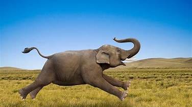 What Is An Elephant’s Top Speed?? | by DAVƎ ️ | Medium