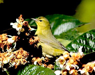 Finches and a Flowering Loquat Tree | by Enchanted Seashells| Pearls of ...