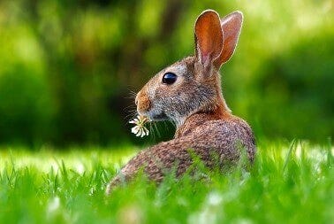 The Most Cowardly Animals (8 Examples With Picture) | by Shabbir Ahmad ...