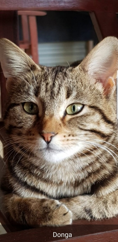 My human looks like a Pirate. Rrrrrrrrrrrr losing a tooth made him ...