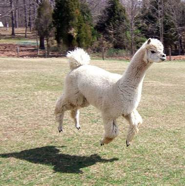 Evil Alpaca