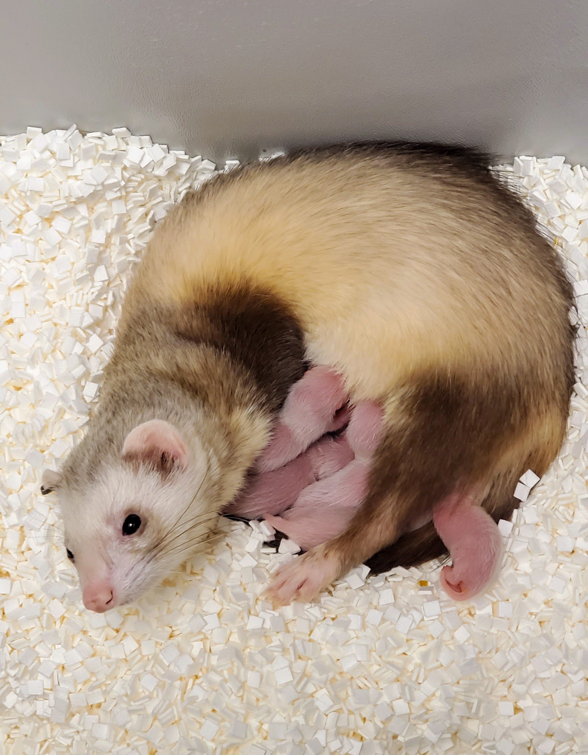 Black Footed Ferret Kits