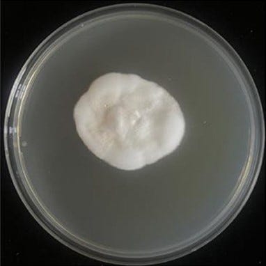 I Ate The Agar. Danny’s recklessness with his science… | by DS Racer ...