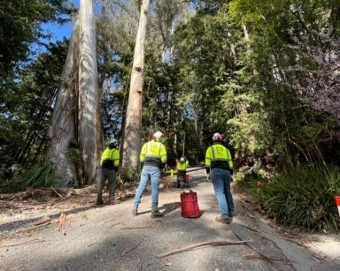 Professional Tree Service — Protecting Your Trees’ Health and Safety ...