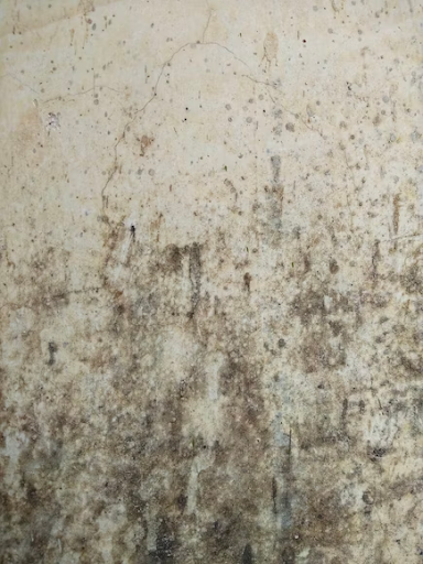 4 Tips to Help Prevent Mold. When moldy situations come up, mold… | by ...