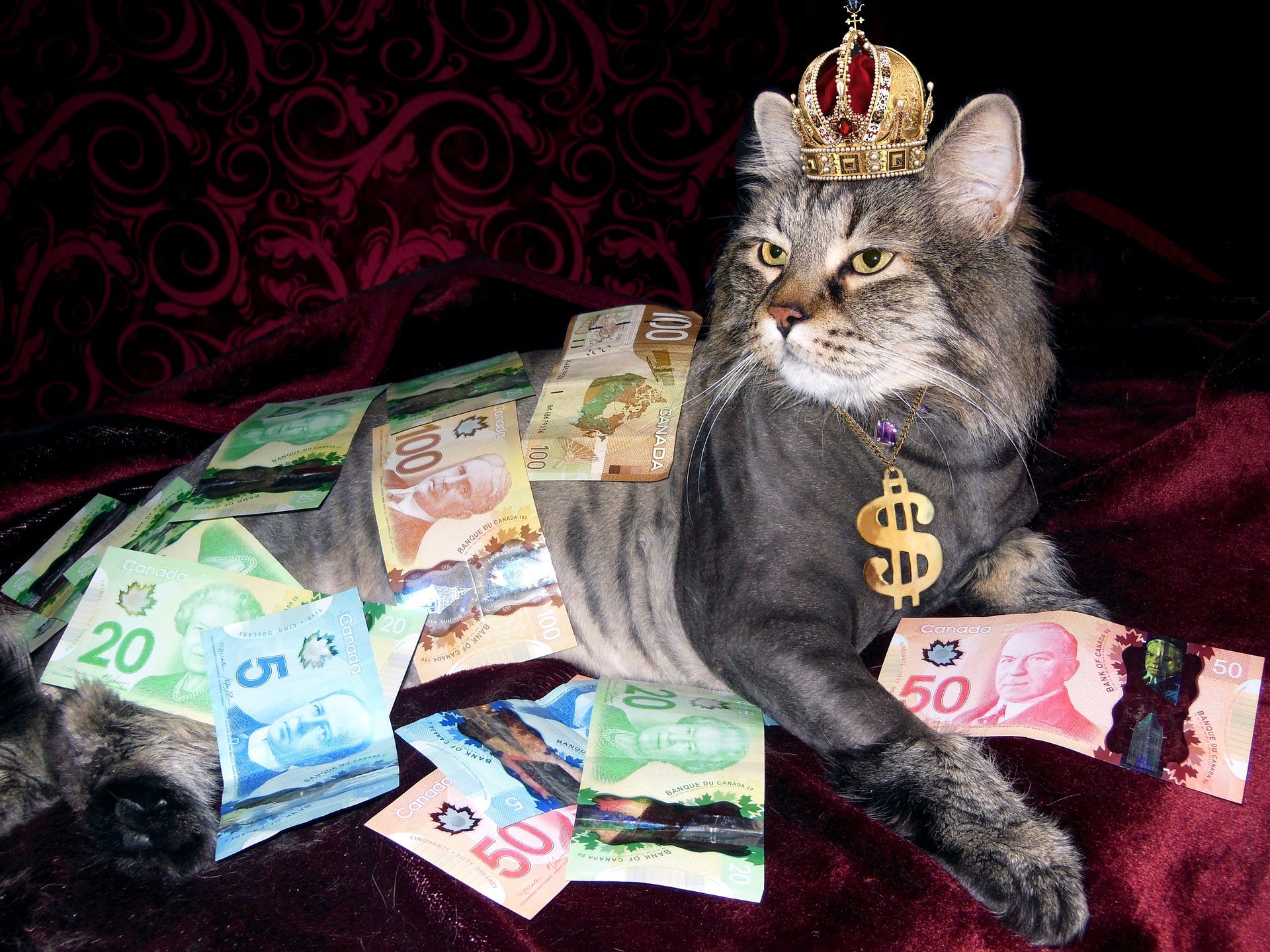 Animals Holding Money