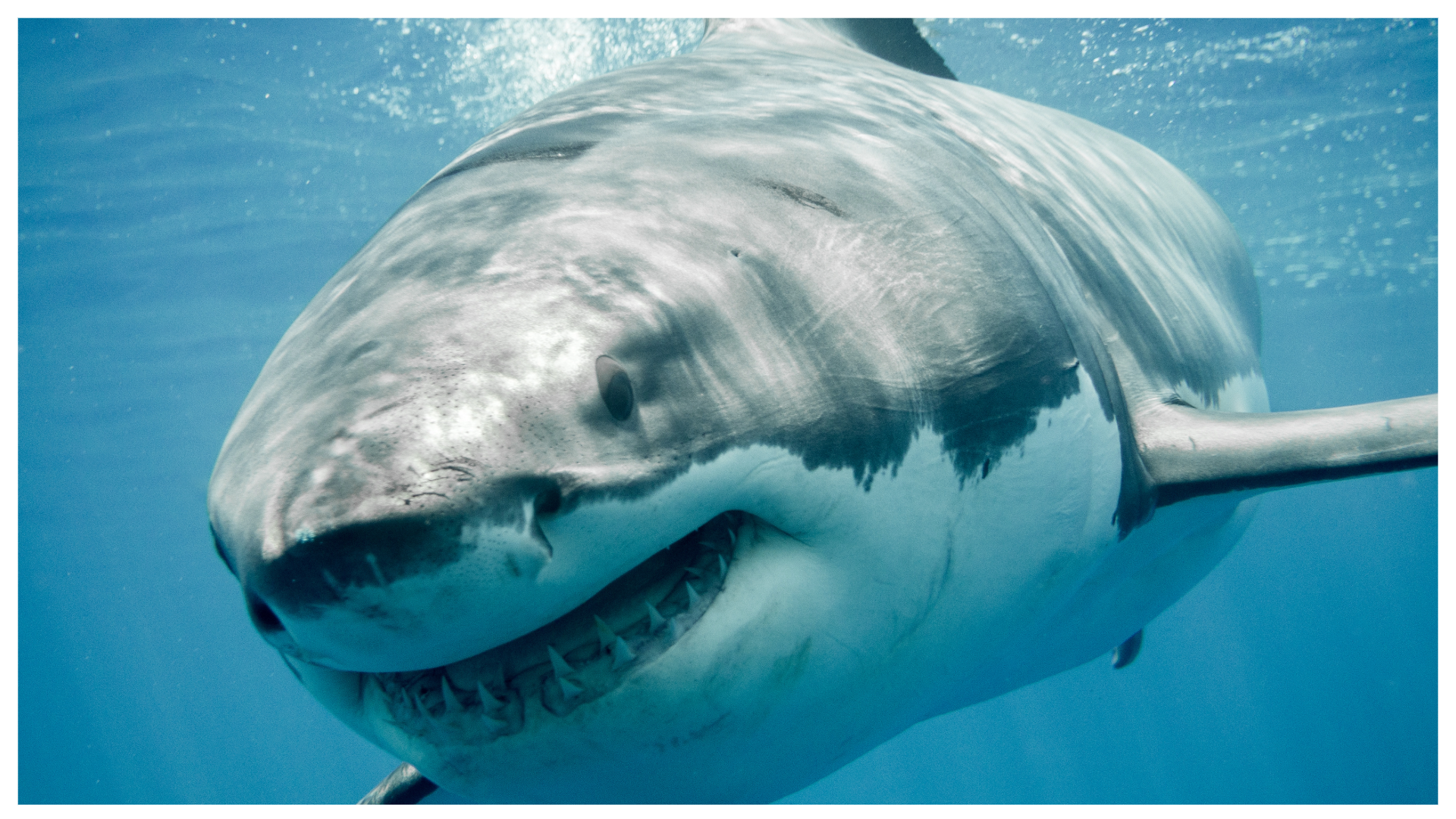 Ocean Underwater Evil Sharks