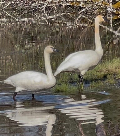 A Tale of Two Swans. Living in Alaska | by Stevenharrison | Writers ...