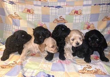 Finding Affordable Cockapoo Puppies Near Me: How to Adopt Pets on a ...