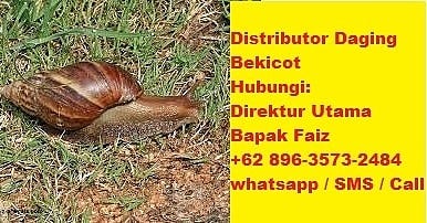 Jual Daging Bekicot Lamongan +62896-3573-2484 | by Olahan Bekicot +62 ...