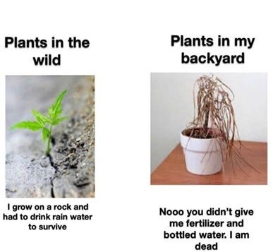 A Plant’s Voice — Plant Environment Sensing IoT System | by Caine Ng ...