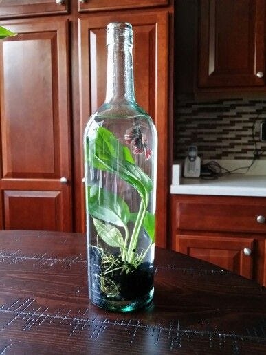 Can I Use Bottled Water For Betta Fish? | by Richmond Loh | Medium