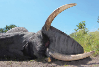 How Shooting Rest Helps Making Africa Hunting More Thrilling | by J&J ...