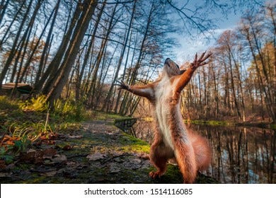 Central Park Squirrel Census, 2018 | by Karol Orozco | Medium