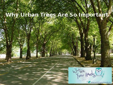 Why Urban Trees Are So Important. Let’s face it, the vast majority of ...