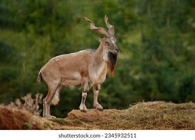 The Majestic Markhor: Discovering the National Animal of Pakistan | by ...