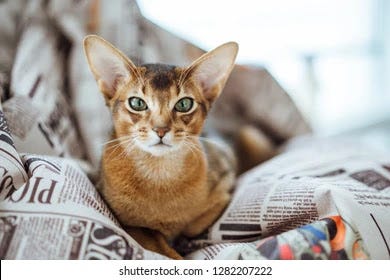 Discovering the Playful and Lively Abyssinian Cat: History ...