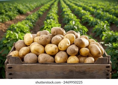 The Humble Potato A Worldwide chief and Culinary Wonder The potato, as ...