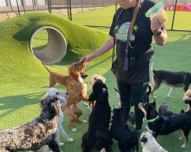 Dog Training The Colony To Reinforce Positive And Appropriate Behavior ...