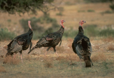 The Three Turkeys — a holiday story … | by Patrick Bruskiewich | Medium