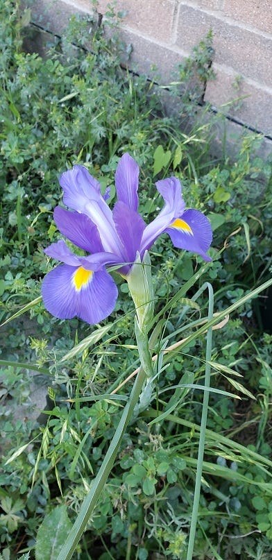 The Dark Side of Irises. Don’t let their beautiful flowers… | by The ...