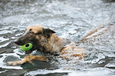 Benefits of Swimming for Dogs. Are you a proud pup parent? Keeping ...