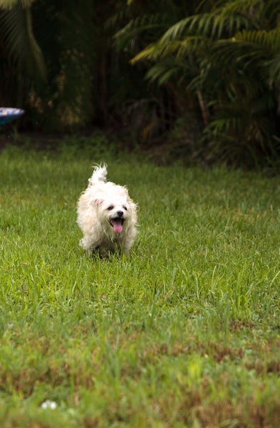 Dog tips and experiences. Hi, I know it has been a long time… | by ...