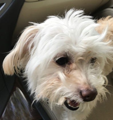 Lucy, We’re Not in Texas Anymore! | by Stephanie Tackett | It's Your Turn
