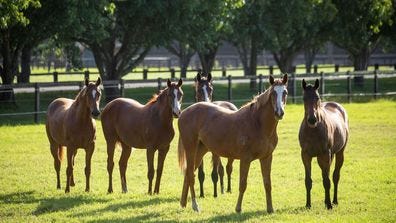 Muskoka Farm — World Class Thoroughbred Spelling and Pre-Training | by ...