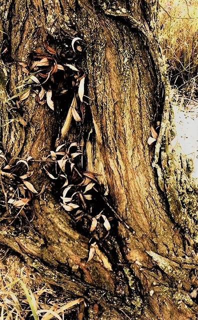 Collect cherished seeds, from out-stretched limbs, the humble hands of ...