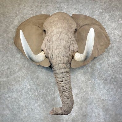 African Mounts. Global Taxidermy offers a variety of… | by Gpacker | Medium