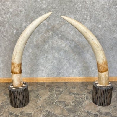 African Mounts. Global Taxidermy offers a variety of… | by Gpacker | Medium