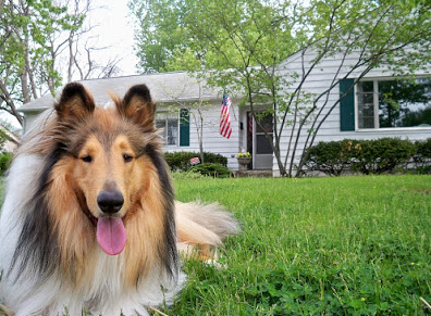 A Licensed & Reliable Collie Breeder — Stirling Collies | by Stirling ...