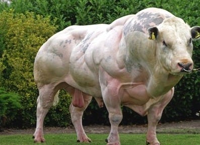 What’s the deal with Myostatin?. As you may be aware, at MuscleGenes we ...