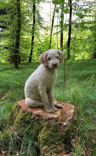 Lagotto Romagnplo:. The Enchanting Tale of the Lagotto… | by ...
