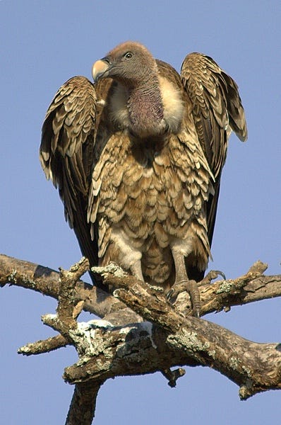The World’s Highest Flying Bird - Knowledge Stew - Medium