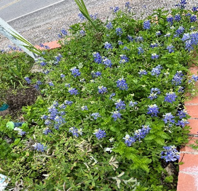 Momentous May. The old adage is that April showers… | by Angie ...
