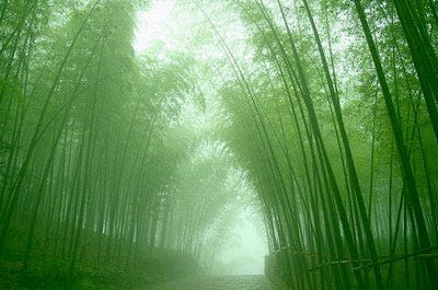 Growing Your Bamboo Tree — A Parable On Patience Perseverance And ...