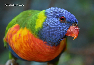 Parrot Care and Husbandry: A Comprehensive Guide to Happy and Healthy ...