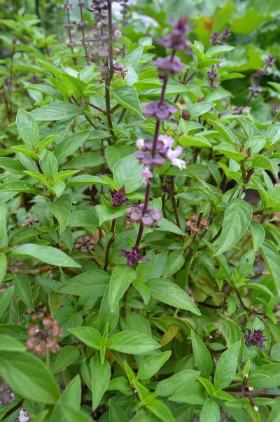 Drink Your Herbs (Thai Basil Soda & Lemon Verbena Lemonade) | by David ...