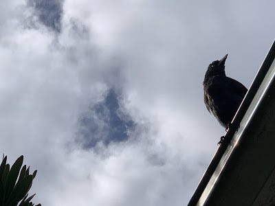 Birdsong spinning me home. When the branches of Eucalyptus… | by Anna ...