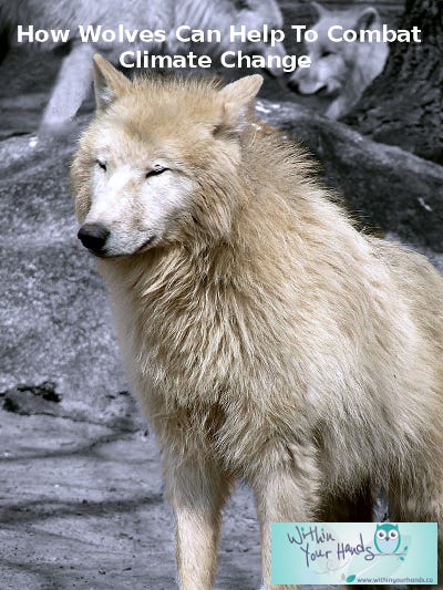How Wolves Can Help To Combat Climate Change | by Jess Lynn Kramer | Medium