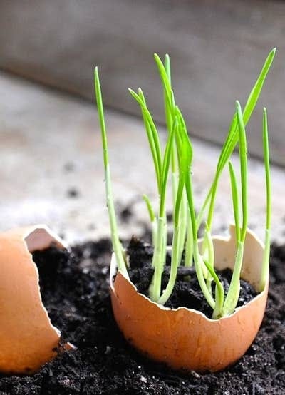 Here are 7 tips for beginners to grow plants that you need to know ...