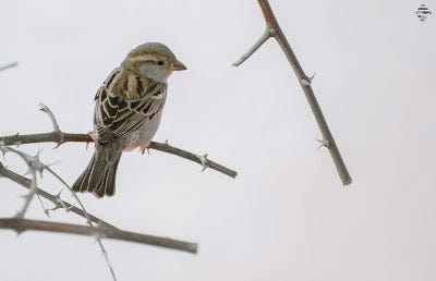 Why Sparrows Are Disappearing & How We Can Bring Them Back | Medium