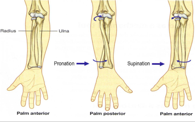 Cinema Staples And The Mystery Of The Magically Bending Wrist | by ...